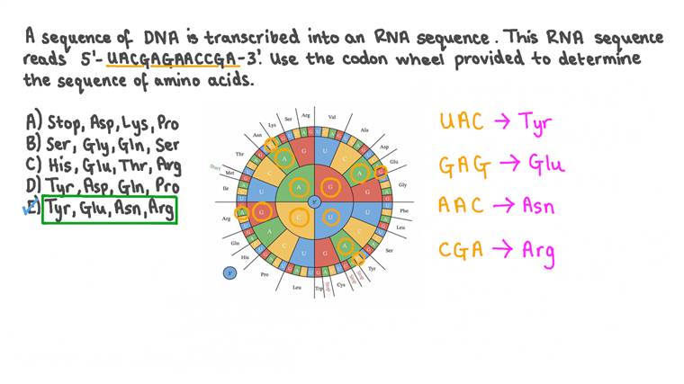 Lesson: The Genetic Code | Nagwa