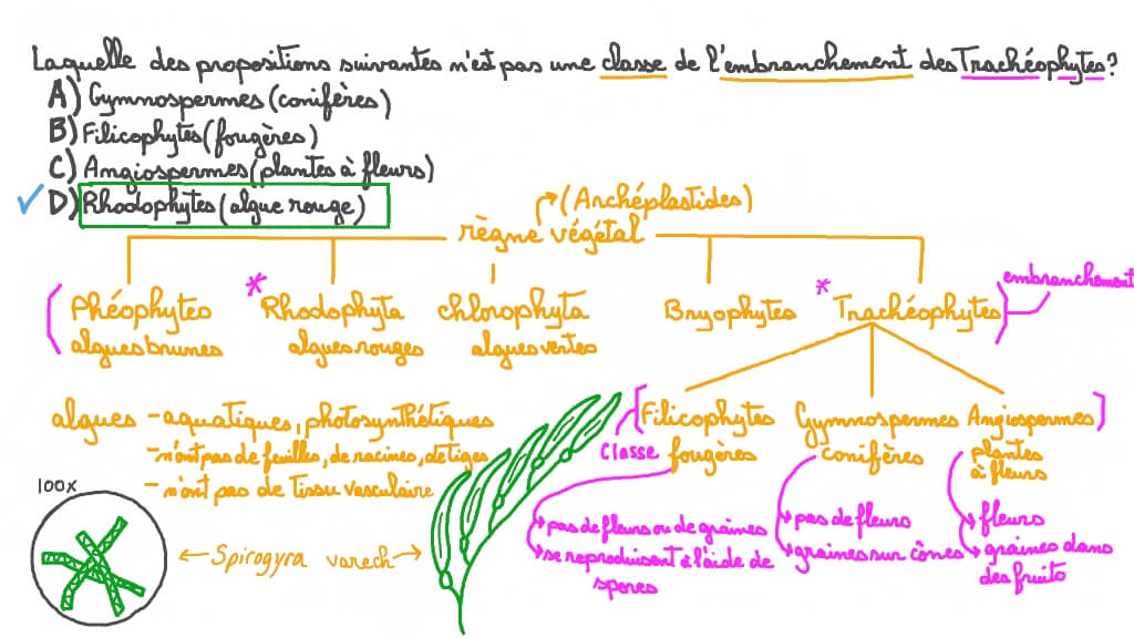 Question Video: Rappeler les classes de l’embranchement des ...