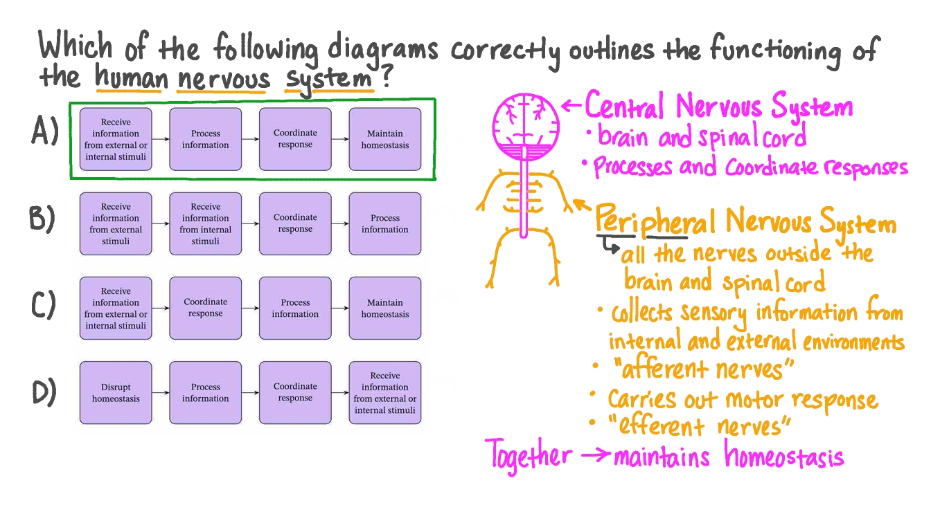 Question Video: Understanding the Functional Flow of Information in the ...