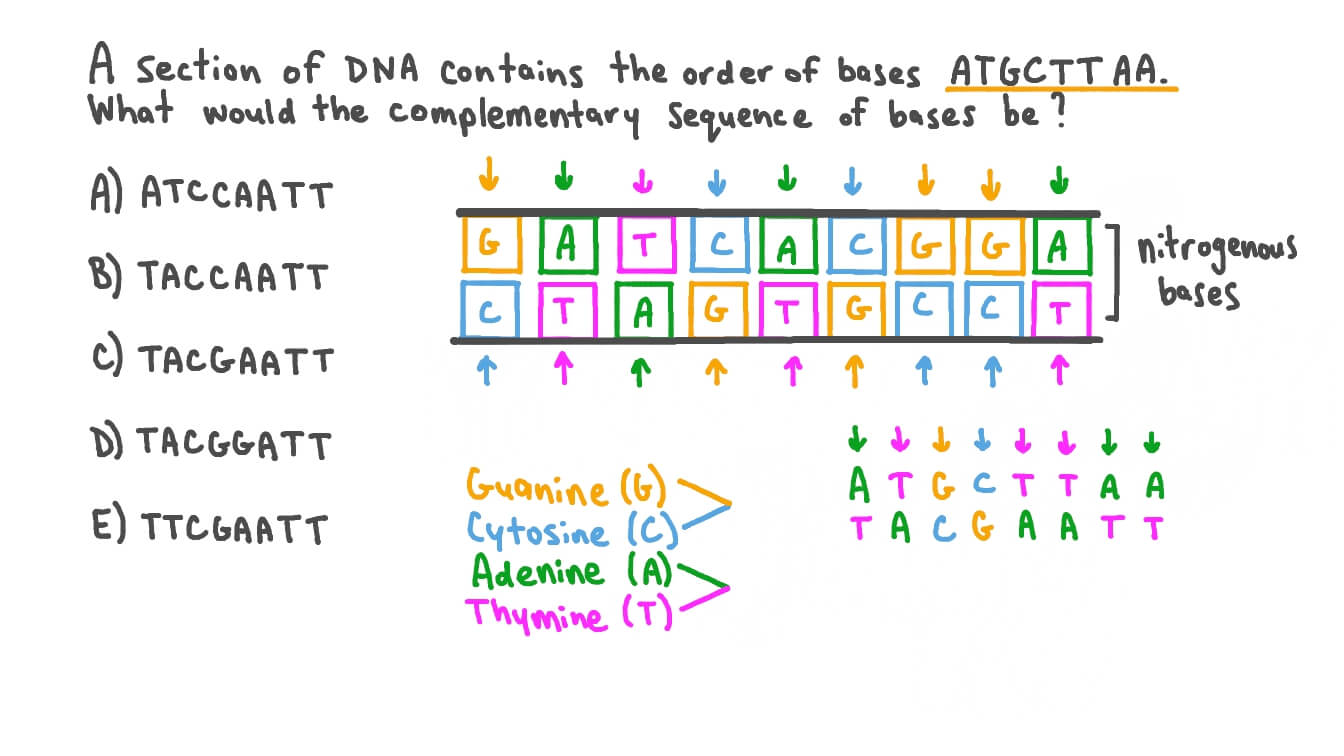Question Video Determining The Complementary Sequence Of Bases For A