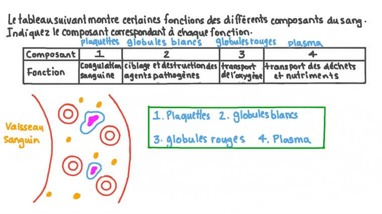 Leçon : Composants du sang | Nagwa