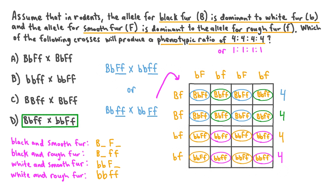 Question Video Determining The Genotypes That Will Produce A 