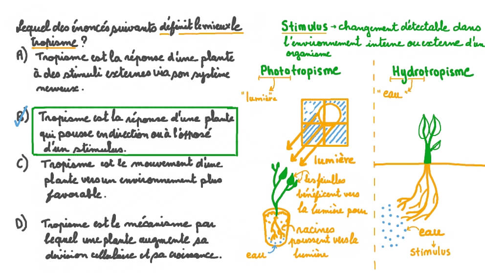Question Video: Définition du terme biologique de tropisme | Nagwa