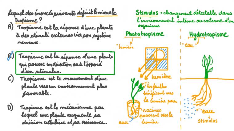 Leçon : Tropismes chez les plantes | Nagwa
