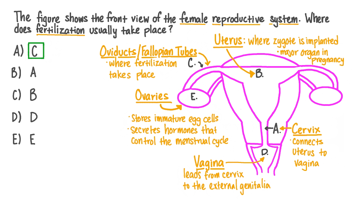 Where Does Fertilization Take Place Alvin well Richardson