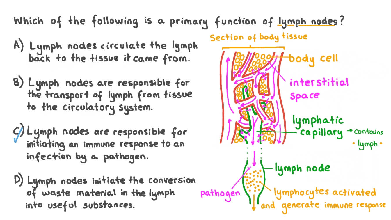 Question Video Recalling The Function Of Lymph Nodes In The Lymphatic