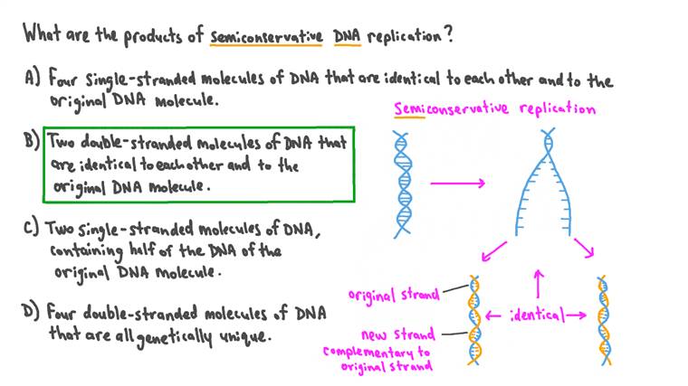 Lesson: DNA Replication | Nagwa