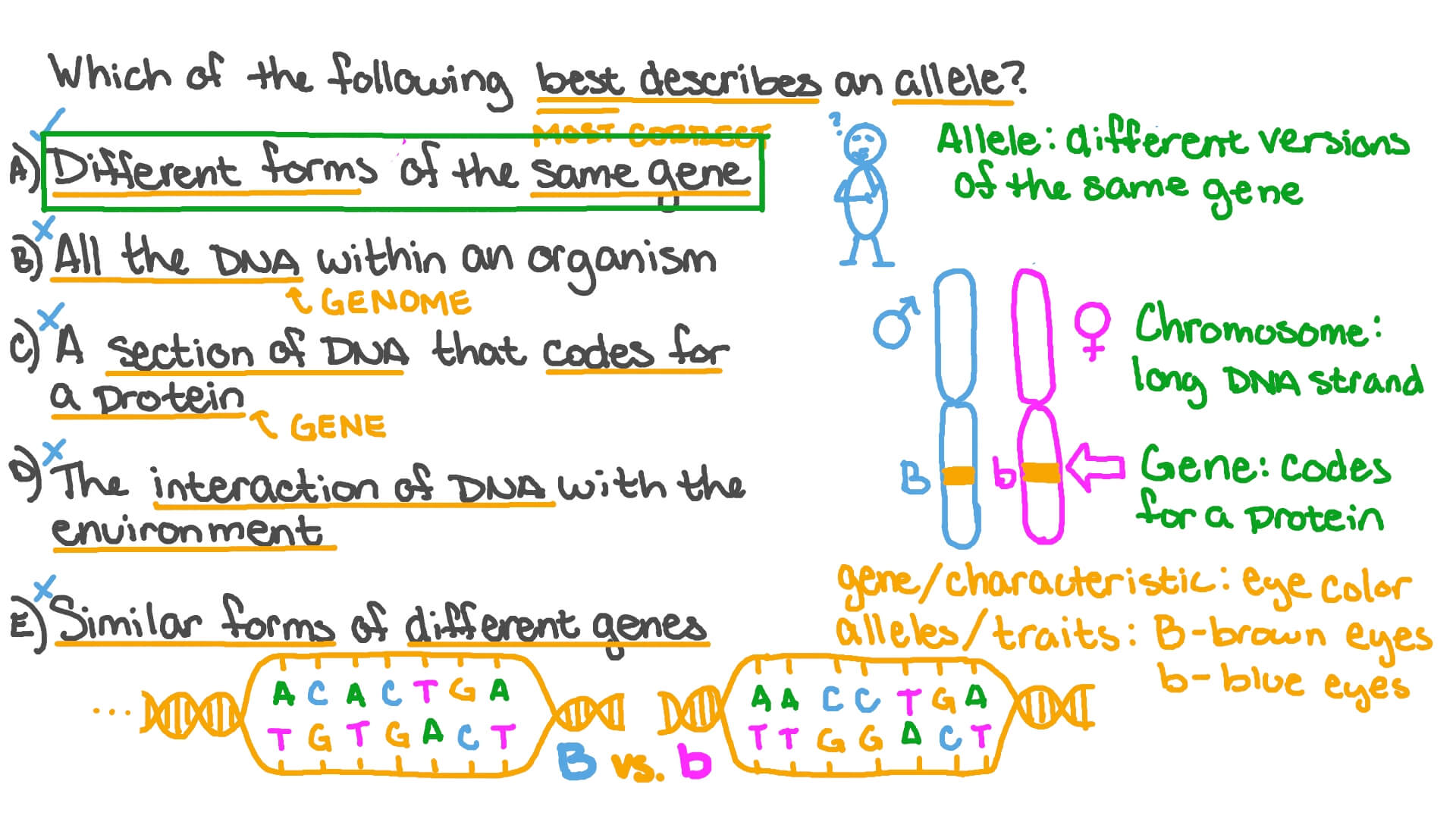 ion Video Describing An Allele Nagwa