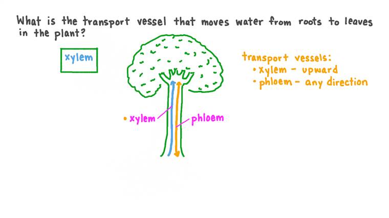 Lesson: Transpiration | Nagwa
