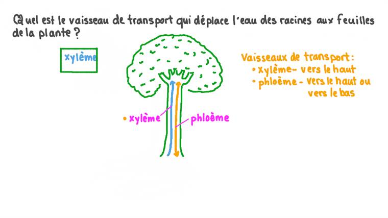 Leçon : La transpiration végétale | Nagwa