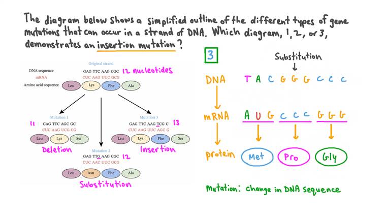 Lesson: Genetic and Chromosomal Mutations | Nagwa