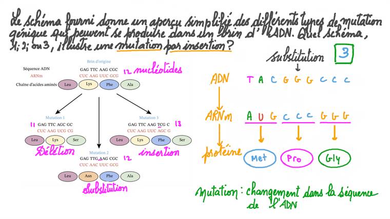 Leçon : Mutations génétiques et chromosomiques | Nagwa