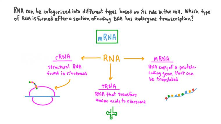 Lesson: Types of RNA | Nagwa