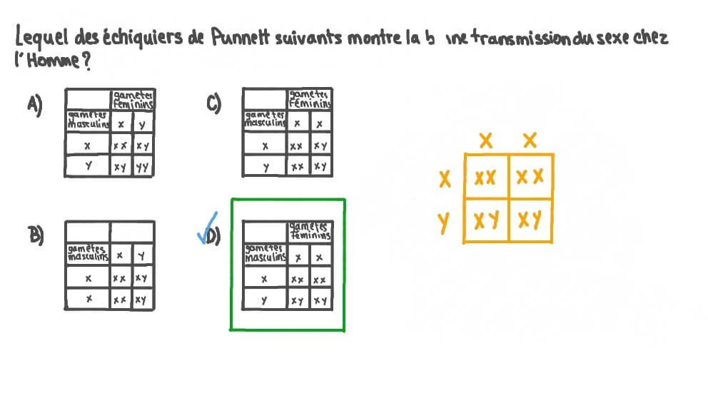 Biologie Du Carré De Punnett