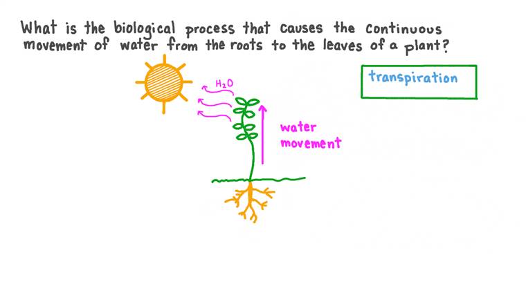 Lesson: Transpiration | Nagwa