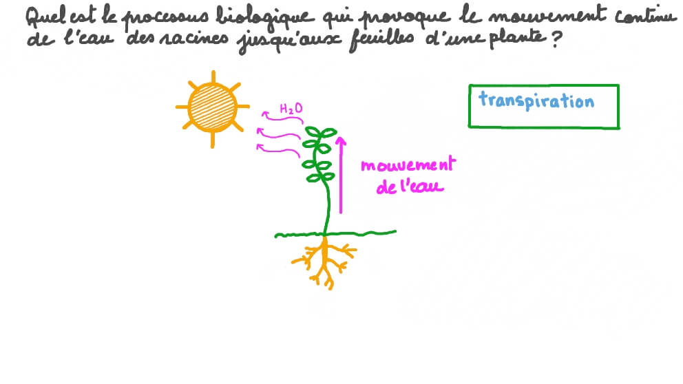 Question Video: Identifier le processus biologique qui provoque le ...
