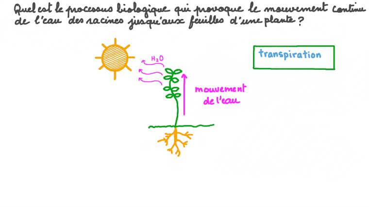 Leçon : La transpiration végétale | Nagwa