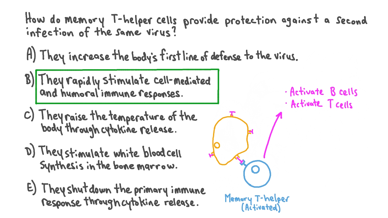 Question Video: Explaining How Memory T Cells Aid the Secondary Immune ...