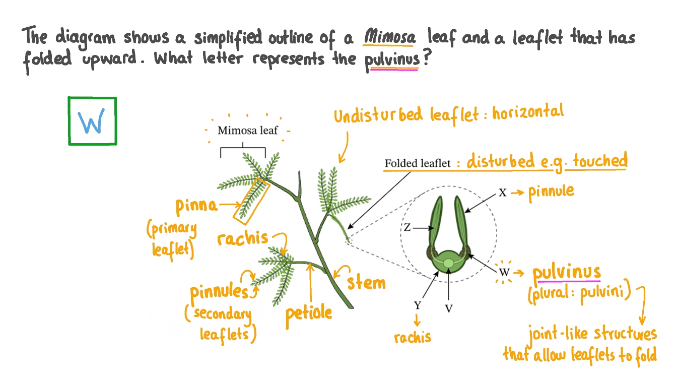 Question Video Identifying The Pulvinus On A Diagram Of A 