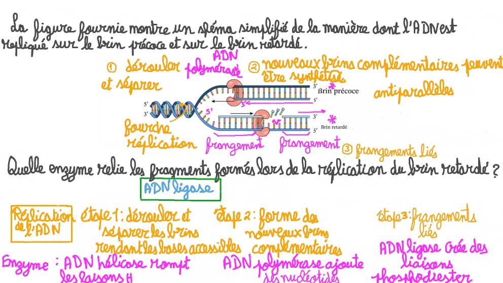 Question Video: Identifier le rôle de l’ADN ligase dans la réplication ...