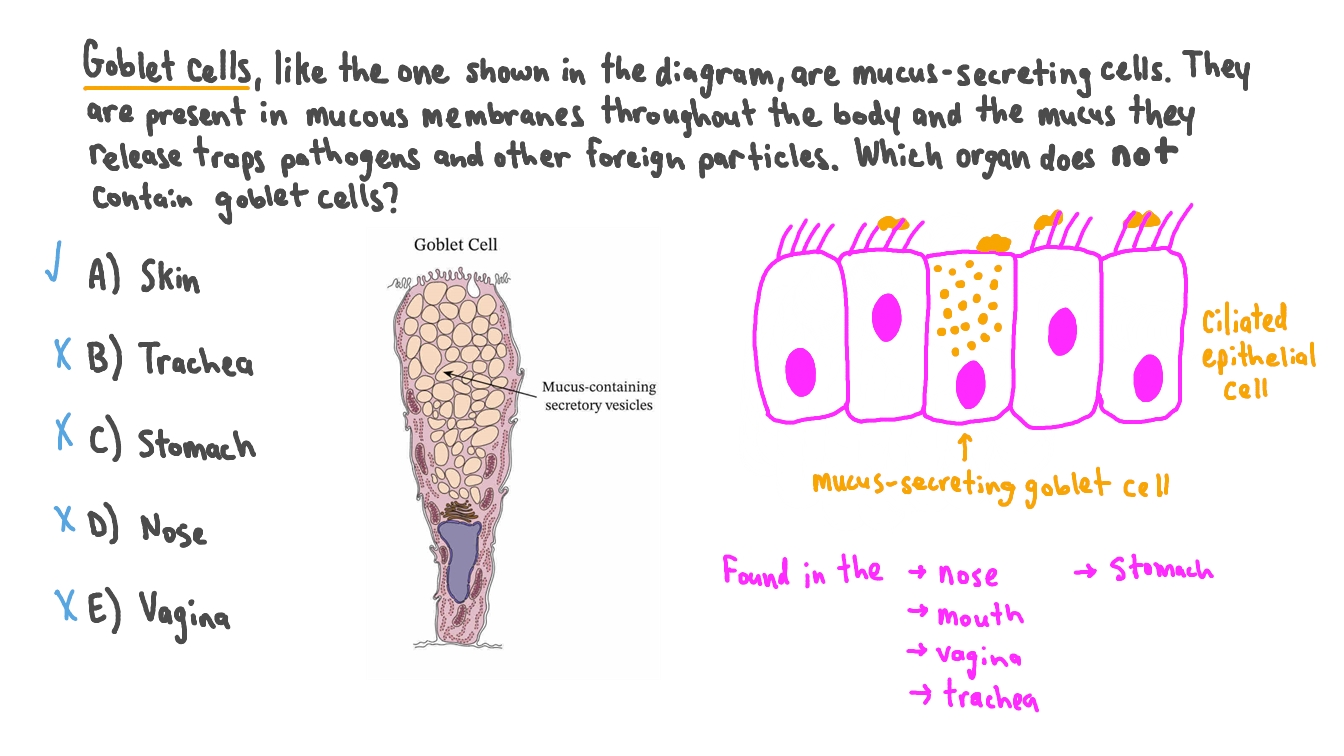 Question Video Recalling The Organs That Possess Goblet Cells Nagwa