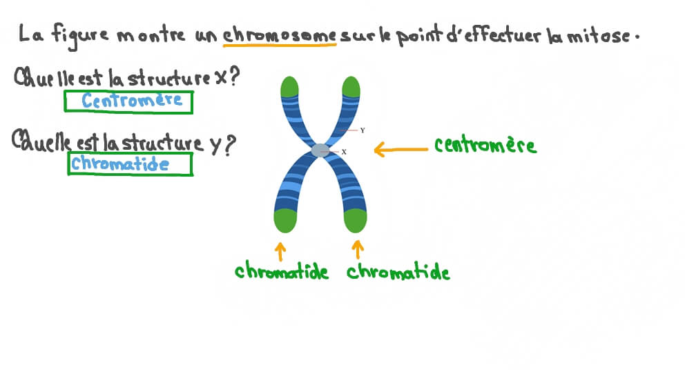 Question Video: Rappeler la structure d’un chromosome | Nagwa
