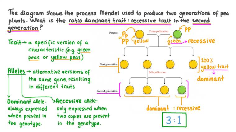 Dominant Trait Definition Recessive (Genetics) — Alleles, Genes