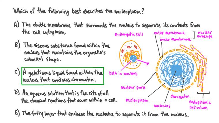 Lesson: The Nucleus | Nagwa