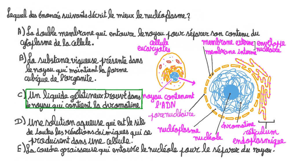Nucleoplasme Role