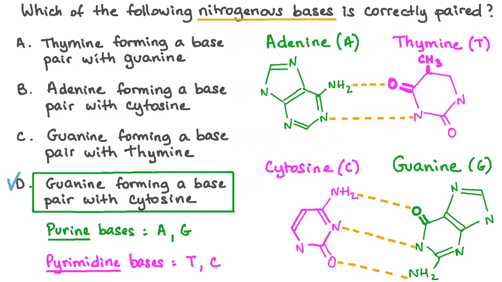 Question Video Identifying A Correct Pairing Of Nitrogenous Bases Nagwa