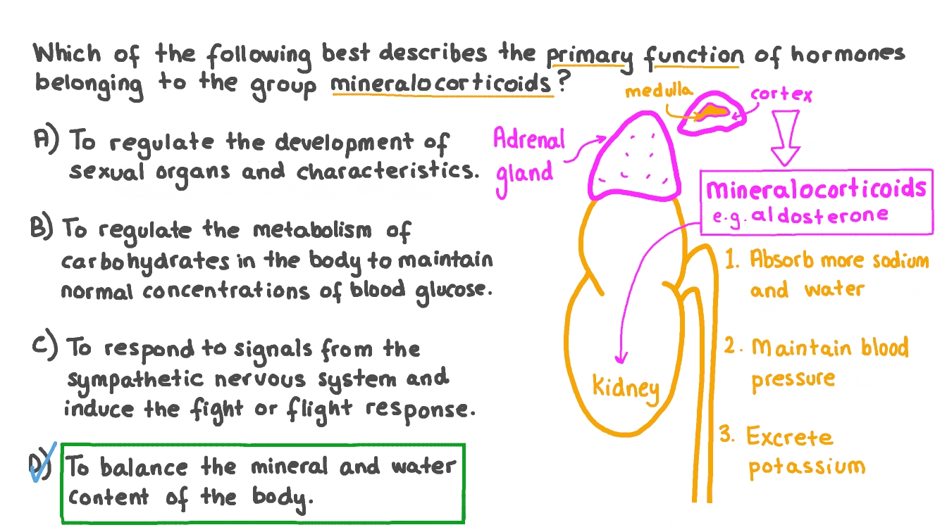 ion Video Describing The Primary Function Of The 