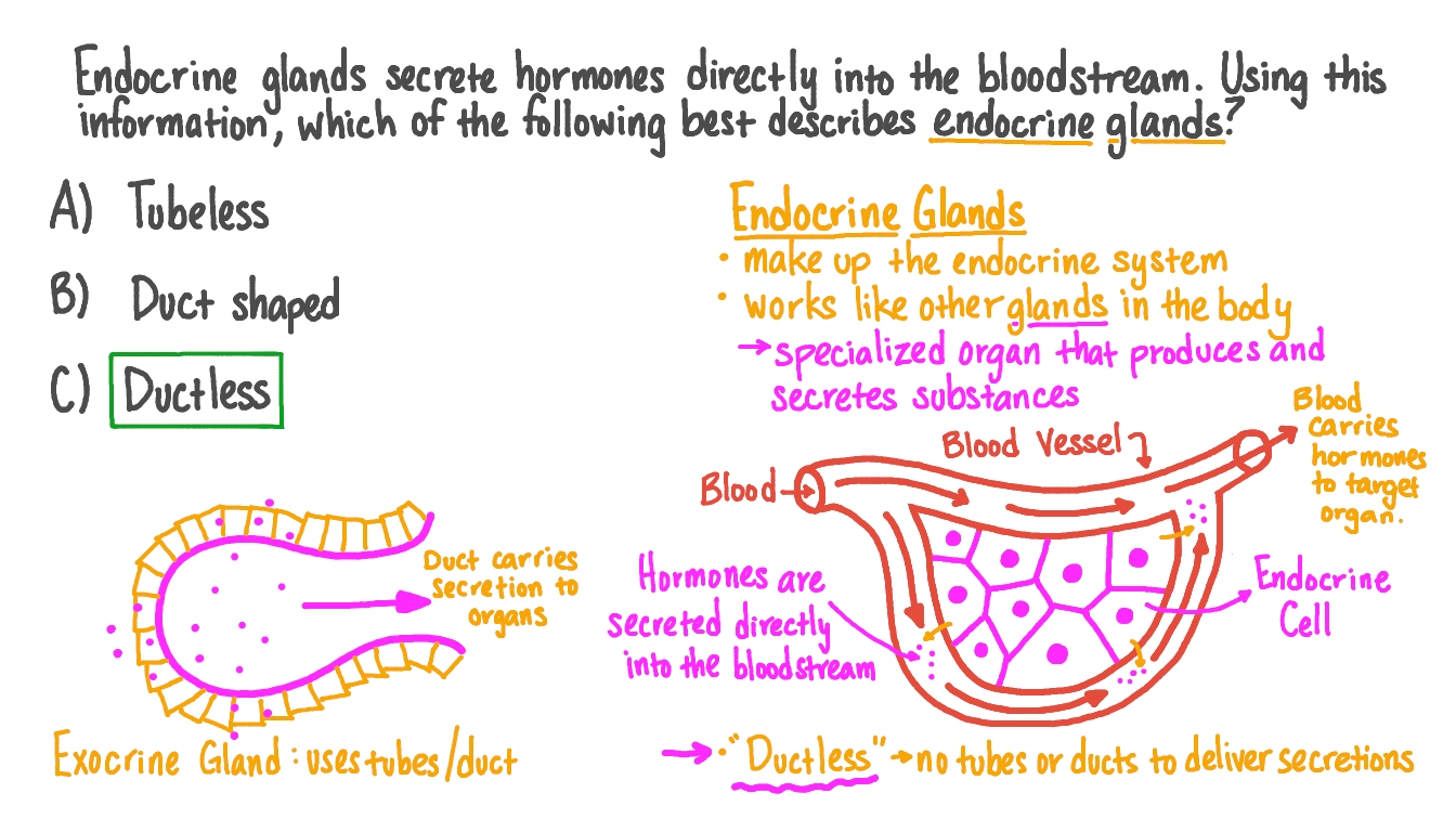 Question Video Characteristics Of Endocrine Gland Nagwa