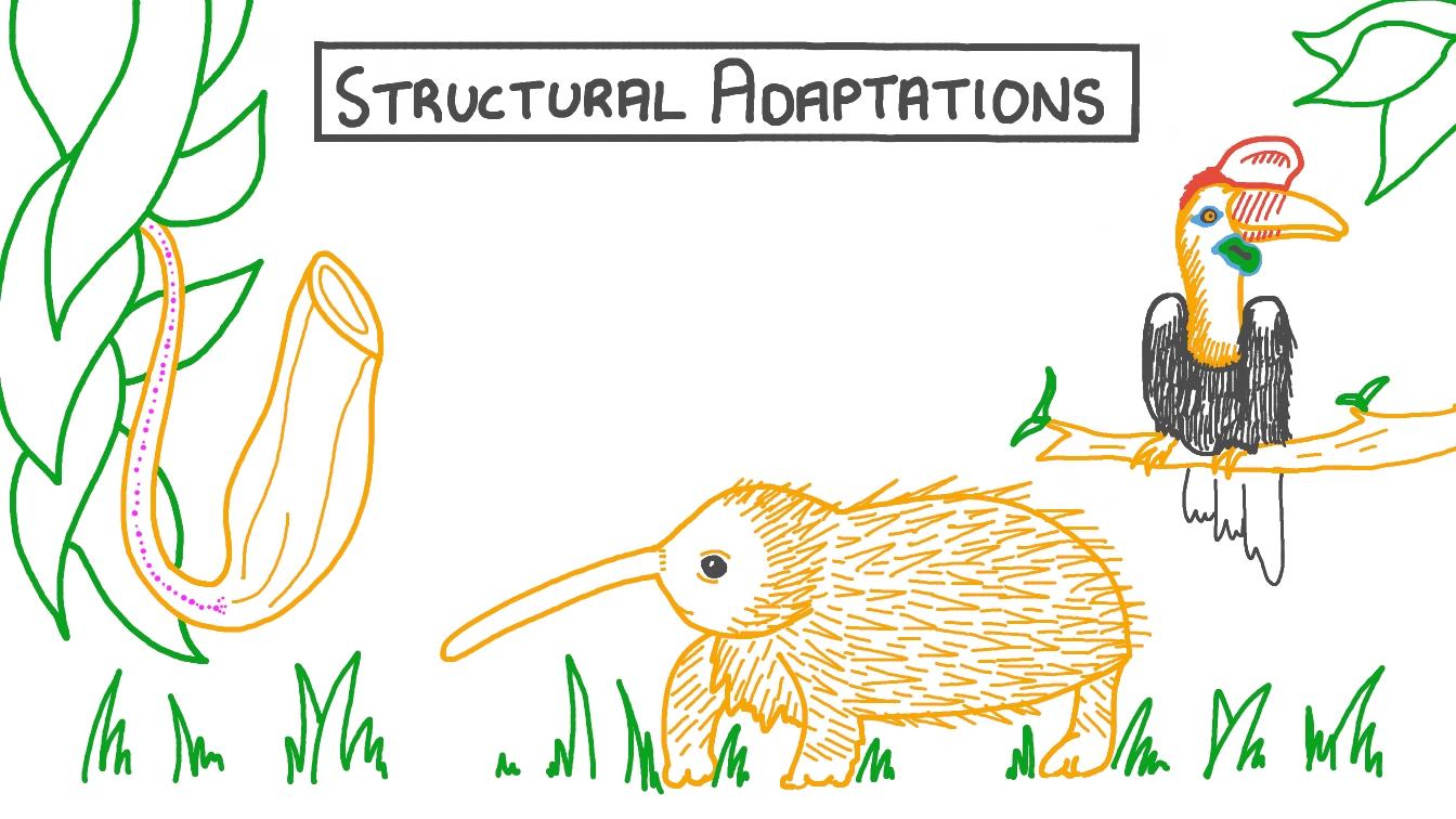 Lesson Video Structural Adaptations Nagwa
