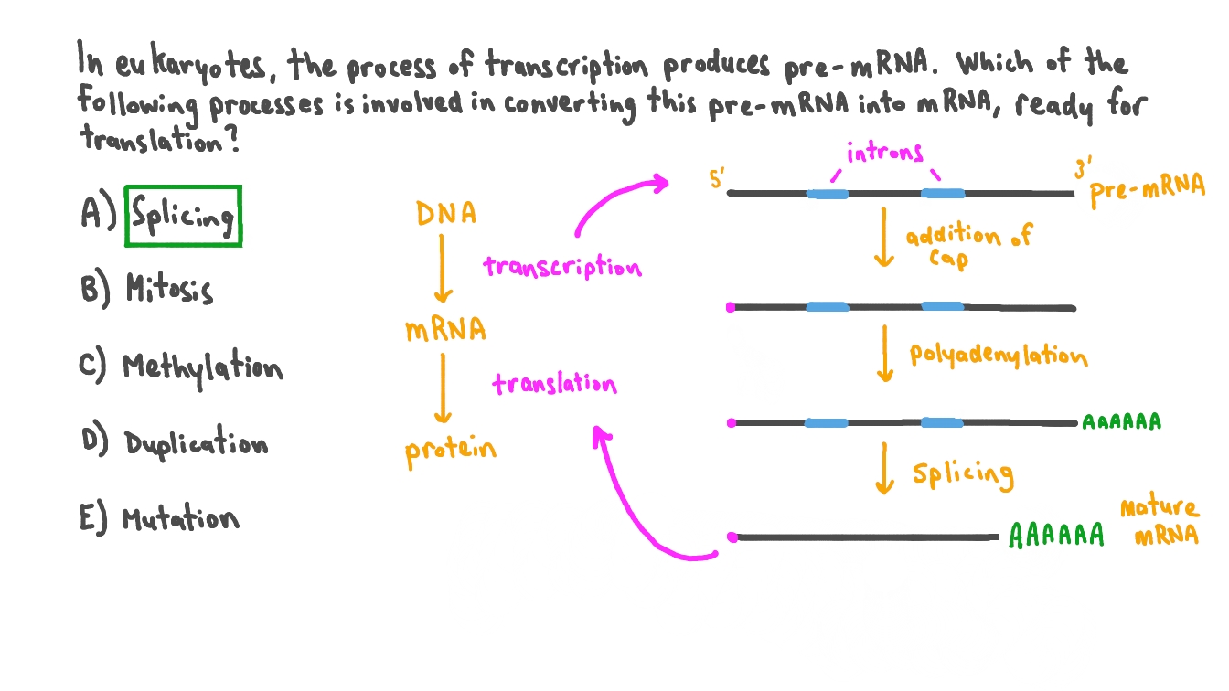 Question Video: Identifying Post-transcriptional Processing Events for ...