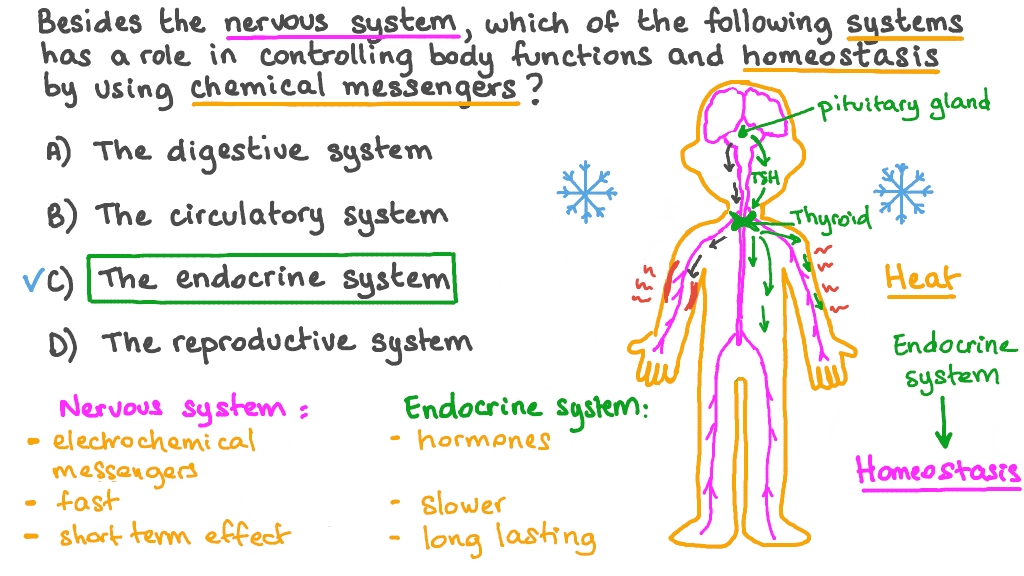 Question Video Identify The System That Controls Homeostasis With