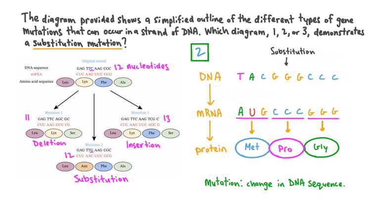 Lesson: Genetic and Chromosomal Mutations | Nagwa
