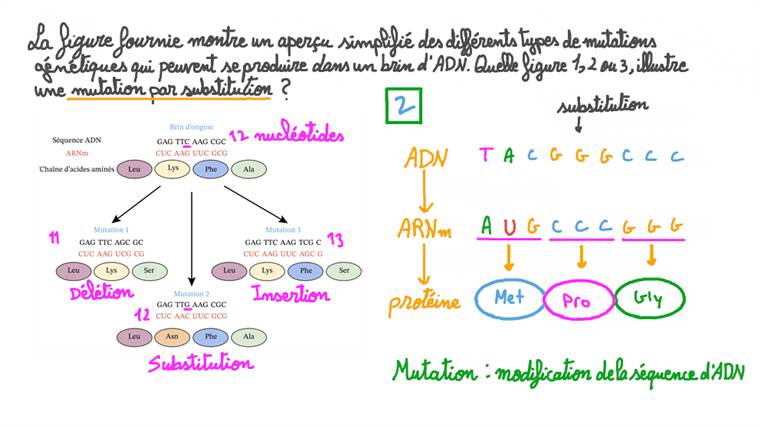 Leçon : Mutations génétiques et chromosomiques | Nagwa