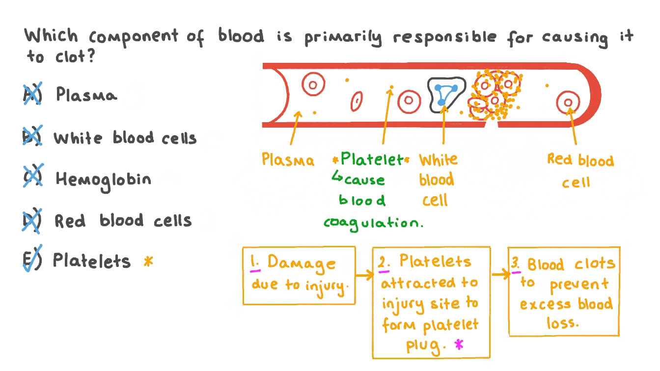 Question Video: Identifying the Components of Blood Involved in ...