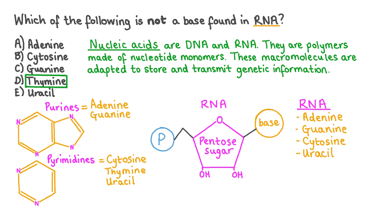 Question Video Recalling The Bases Found In RNA Nagwa