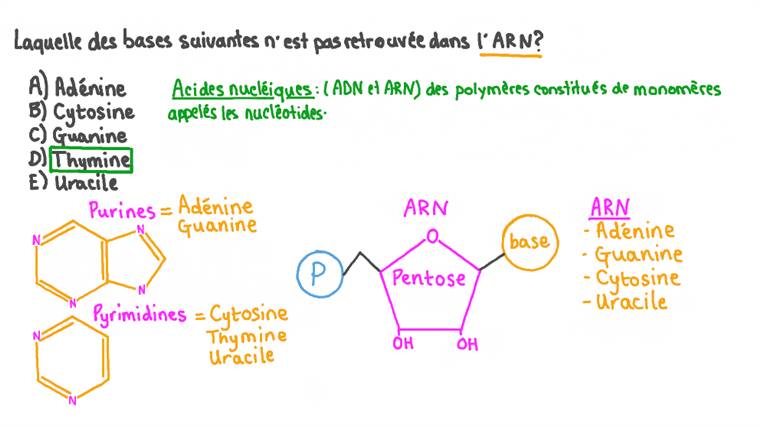 Leçon: Types d’ARN | Nagwa