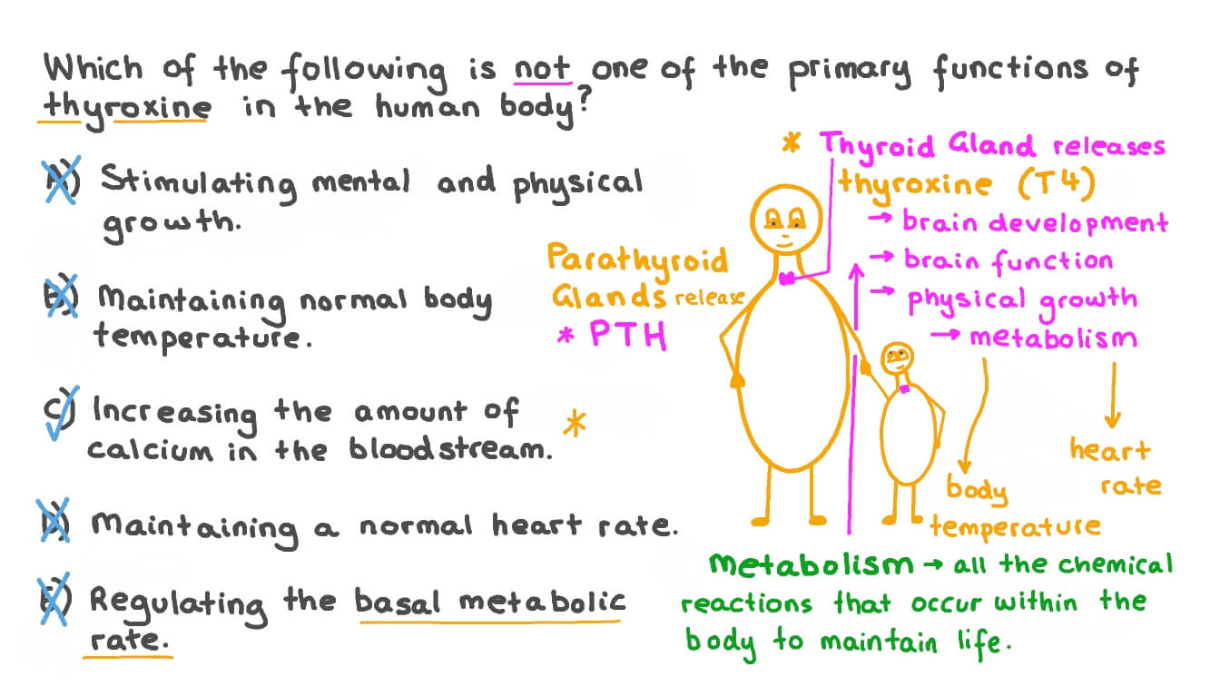 Question Video Identifying The Functions Of Thyroxine In The Human