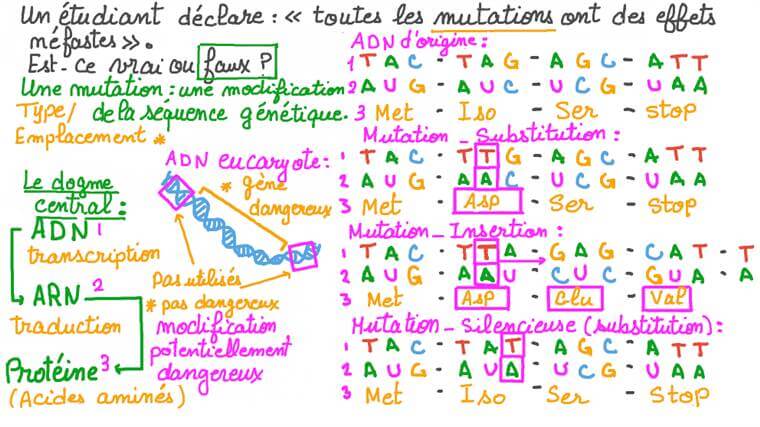 Leçon: Les mutations | Nagwa