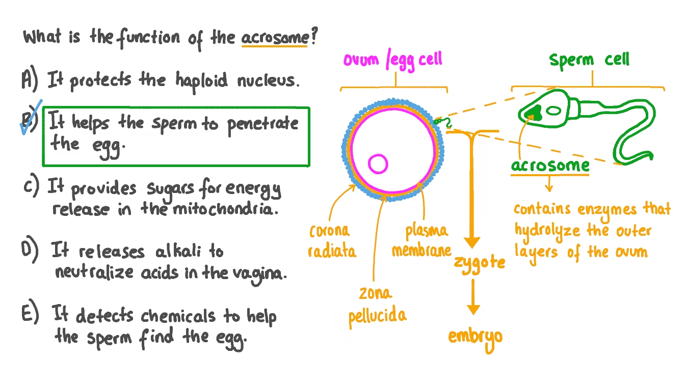 Question Video Recalling The Function Of The Acrosome In Sperm Cells