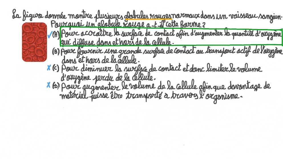 Question Video: Décrire la forme d’un globule rouge et rappeler son ...