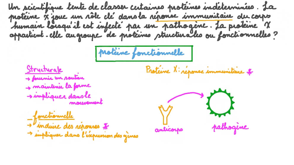 Question Video: Appliquer les connaissances des protéines structurales ...