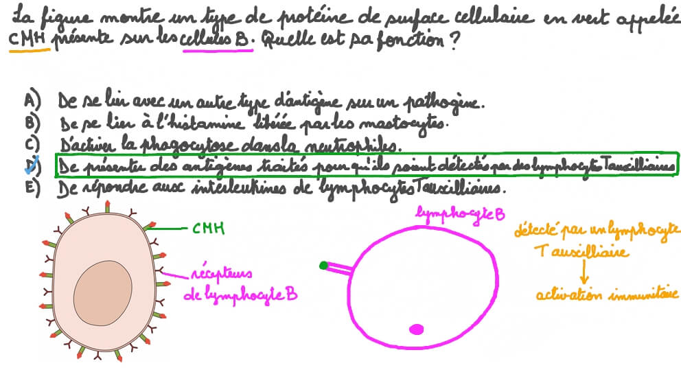 Question Video: Rappeler la fonction du CMH dans la réponse immunitaire ...