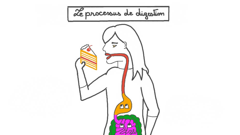 Lesson Video: Processus de digestion | Nagwa