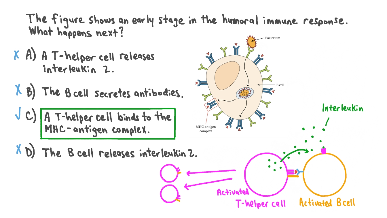 Question Video Summarizing The Process Of The Humoral Immune Response