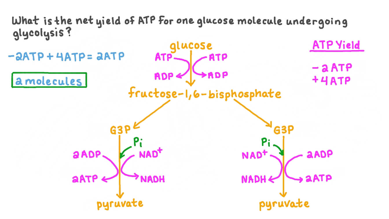 Question Video Recalling The Net Production Of ATP In Glycolysis Nagwa