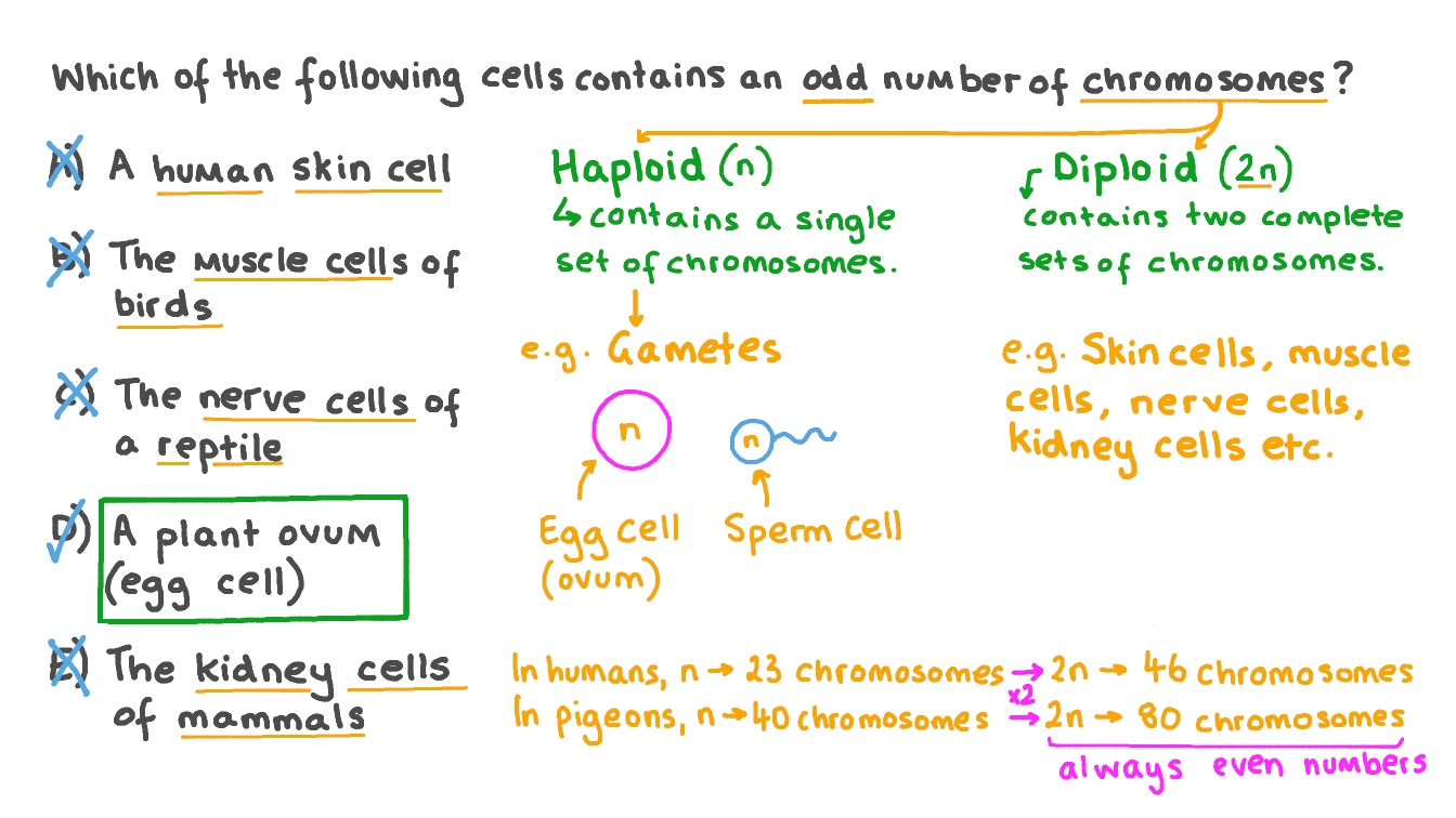 Question Video Identifying The Haploid Cell From A List Of Cell Types question-video-identifying-the-haploid-cell-from-a-list-of-cell-types